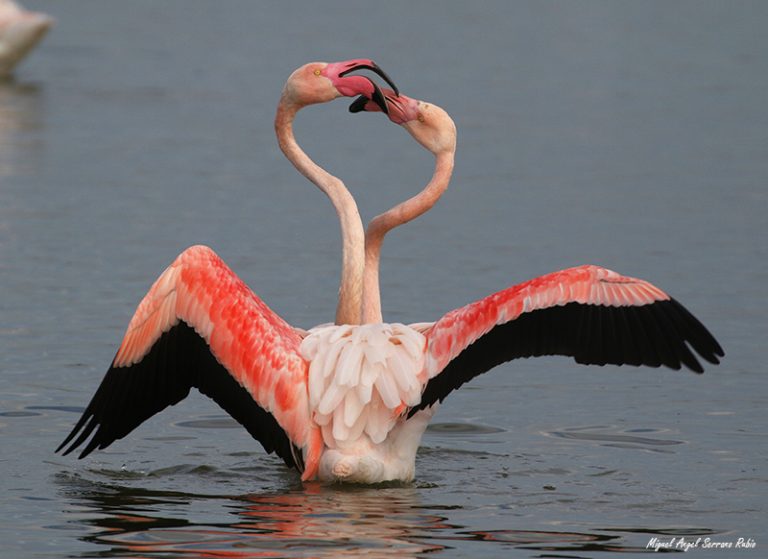 Flamenco común - Doñana Reservas