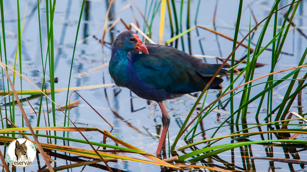 Calamón Común en Doñana - Doñana Reservas